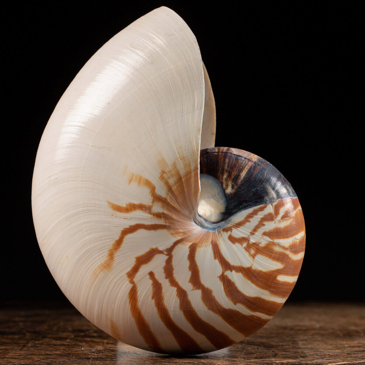 Nautilus Pompilius Schelp - NAU-09